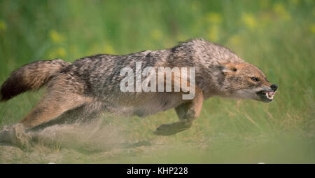 golden jackal (Canis aureus), attacking Goldschakel with bared teeth, side view, Romania ...