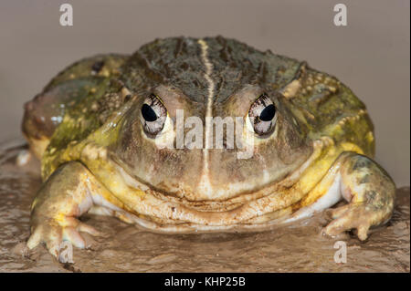 Edible Bullfrog (Pyxicephalus edulis), Marakele National Park, Limpopo ...