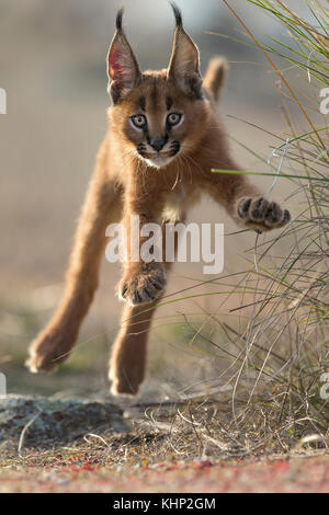 Caracal Cub Caracal caracal Stock Photo - Alamy