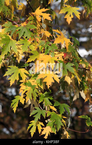 Autumn maple leaves Montreal, Quebec, Canada Stock Photo - Alamy