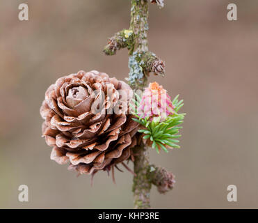 Larix sp Larix sp Stock Photo - Alamy