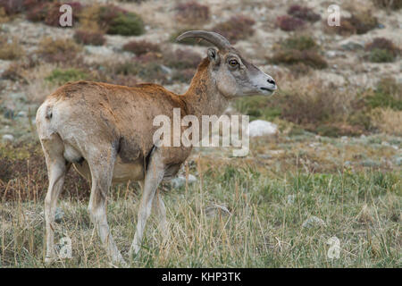Argali (Ovis ammon) female, Sarychat-Ertash Strict Nature Reserve, Tien ...