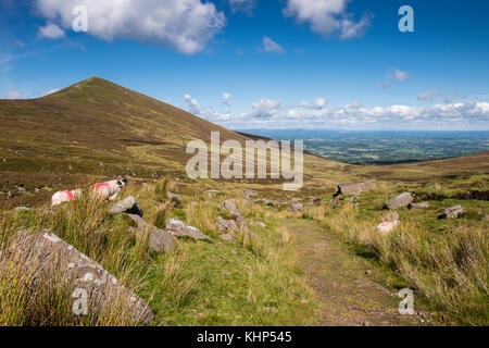Sheep in the Glen of Aherlow in the Galtee mountains, Tipperary ...