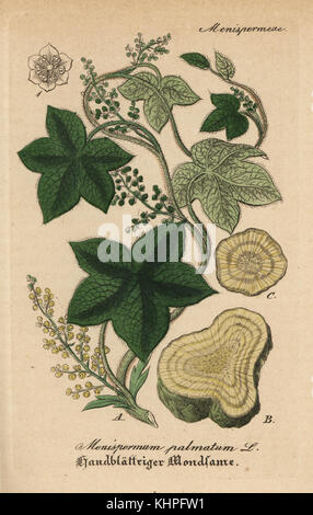 Calumba, Jateorhiza palmata (Menispermum palmatum). Handcoloured ...