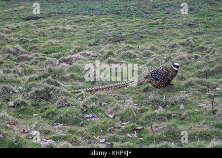 Reeve's Pheasant (Syrmaticus reevesii, male) in scientific high-tech ...