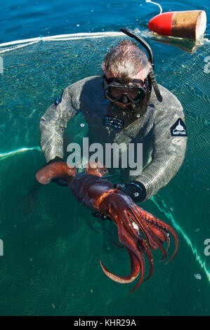 Humboldt Squid (Dosidicus gigas) young held by squid researcher Scott ...