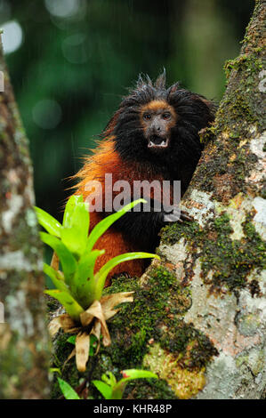 Black-faced Lion Tamarin (Leontopithecus caissara), Superagui National ...