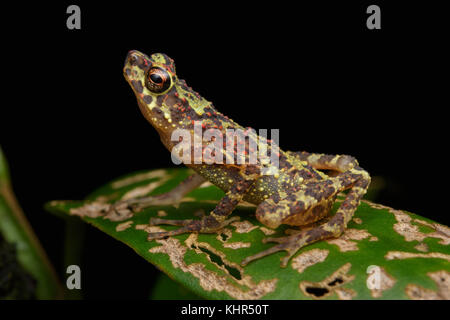 Bornean Rainbow Toad (Ansonia latidisca) male camouflaged on tree trunk ...