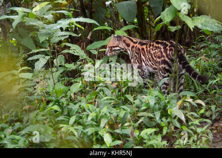 Ocelot (Leopardus pardalis) in rainforest, Smithsonian Tropical ...
