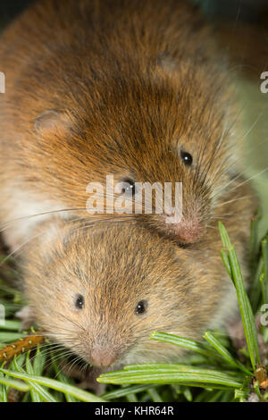 Red Tree Vole (Arborimus longicaudus) male among Douglas-fir ...