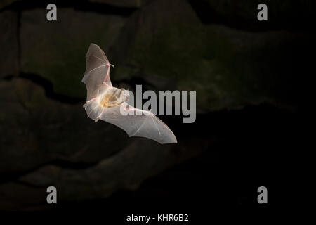 Gray Myotis (Myotis grisescens) flying out of cave, Mammoth Cave ...