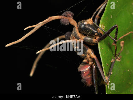 Giant Forest Ant, Camponotus gigas, Borneo Largest Species of ant on ...