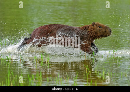 Capybara (Hydrochoerus hydrochaeris) running through water, Pantanal ...