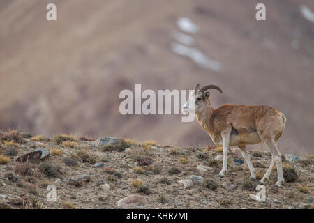 Argali (Ovis ammon) female, Sarychat-Ertash Strict Nature Reserve, Tien ...