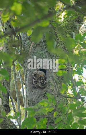 Spix's night monkey (Aotus vociferans), Pacaya Samiria NP, Amazonia ...