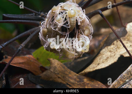 Tailless Whip Scorpion (Heterophrynus sp) female showing spiky ...