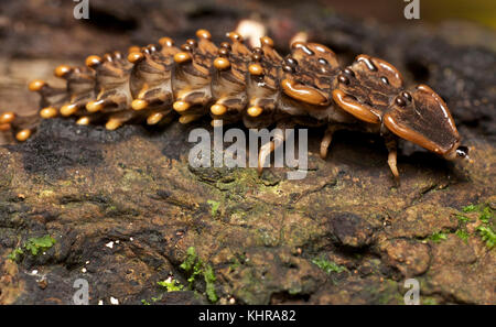 Trilobite beetle, Platerodrilus sp., female from Danum Valley, Sabah ...