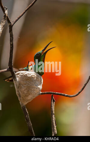 Fiery Topaz (Topaza pyra) hummingbird female at nest, Ecuador Stock ...