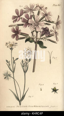 Greater stitchwort, Stellaria holostea. Handcoloured copperplate ...