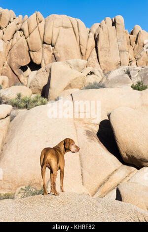 What Is There To Do In Joshua Tree With Dogs