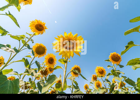 bottom view to sunflower on field Stock Photo - Alamy