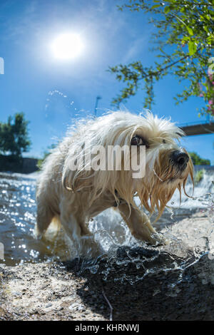 White dog jumps out of the water on rocks on the shore Stock Photo - Alamy