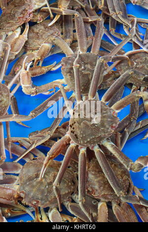 Fresh King Crab in water at fish market in Japan. Taraba is name the ...