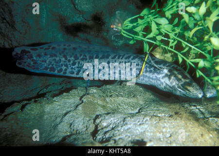 African lungfish, Protopterus annectens Stock Photo - Alamy