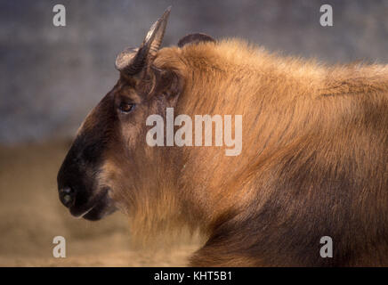 Sichuan takin (Budorcas taxicolor tibetana), also known as the Tibetan ...