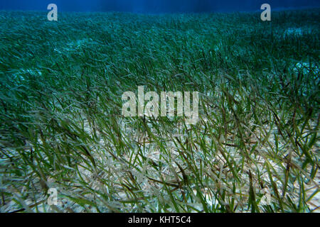 Turtle Sea Grass (Thalassia testudinum) in Southwest Caye, Belize ...