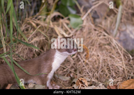 Close-up of a Stoat in Grass Stock Photo - Alamy