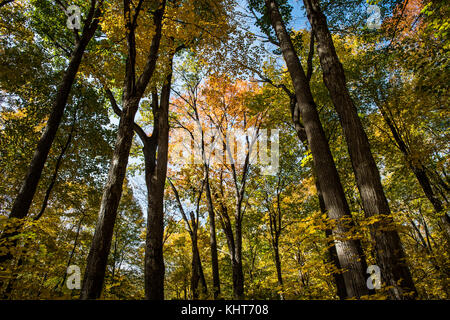 A forest in Canada, during the autumn, beautiful colors of the trees ...