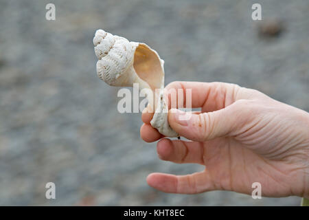 Muschel / Shell Stock Photo - Alamy