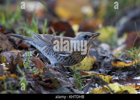 Field fare Turdus Polaris drinking from puddle Stock Photo - Alamy