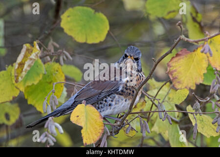 Fieldfare Turdus pilaris with autumn colours Stock Photo - Alamy