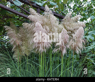 Closeup of dry panicle reed in winter white background Stock Photo - Alamy