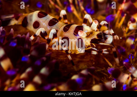 Coleman Shrimp in Fire Sea Urchin, Periclimenes colemani, Komodo Stock ...