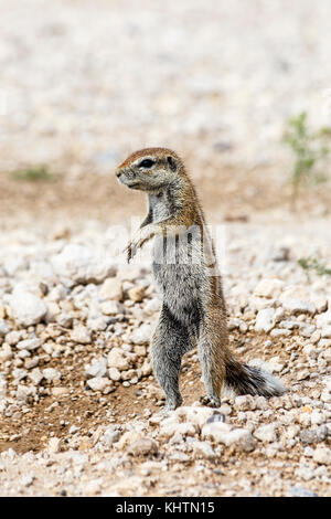 African Striped Ground Squirrel, Xerus Erythropus, South Africa, Stock ...
