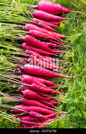 Closeup of a bundle of purple and orange carrots on a sack and dark ...