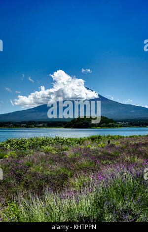 Mountain Fujisan and Lavender field in Kawaguchiko in Japan Stock Photo ...