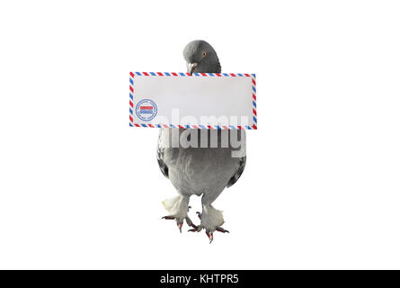Dove Carrying Air Mail Envelope White Background Vertical Photo Stock ...