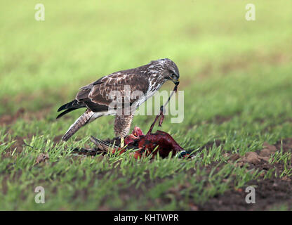 Common Buzzard eating a male Pheasant Stock Photo - Alamy