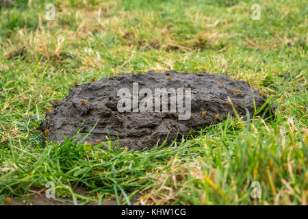 Cow pat in a field, Norfolk, UK Stock Photo - Alamy