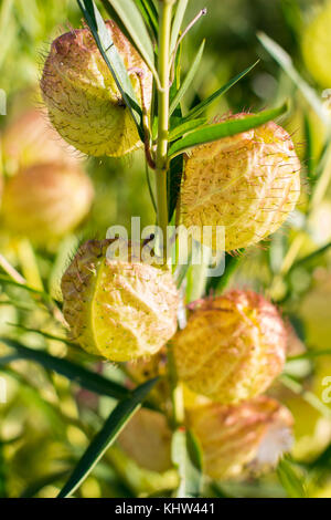 sharp yellow seed pods Stock Photo - Alamy