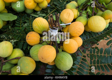 Kuy (Willughbeia edulis aka Willughbeia cochinchinensis) is a tropical ...