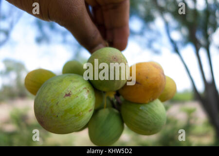Kuy (Willughbeia edulis aka Willughbeia cochinchinensis) is a tropical ...