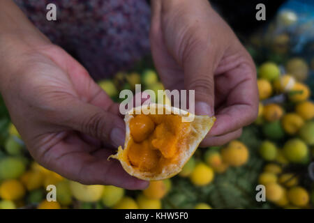 Kuy (Willughbeia edulis aka Willughbeia cochinchinensis) is a tropical ...