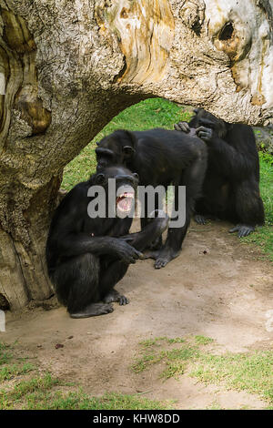 Chimpanzee (Pan troglodytes) with a cub on mangrove branches. Mother ...