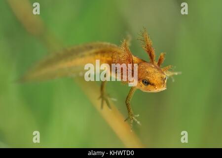 Smooth Newt nymph (Triturus vulgaris) swimming in the water. Green ...