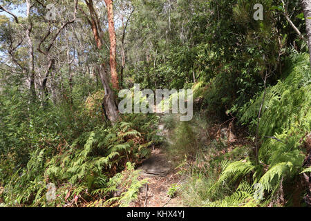 Walking track in the Paruna Reserve in Como, Sutherland Shire Stock ...